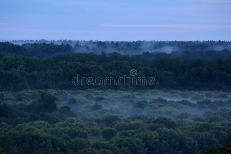 Mist after the rain stock image. Image of birch, ethereal - 124489531
