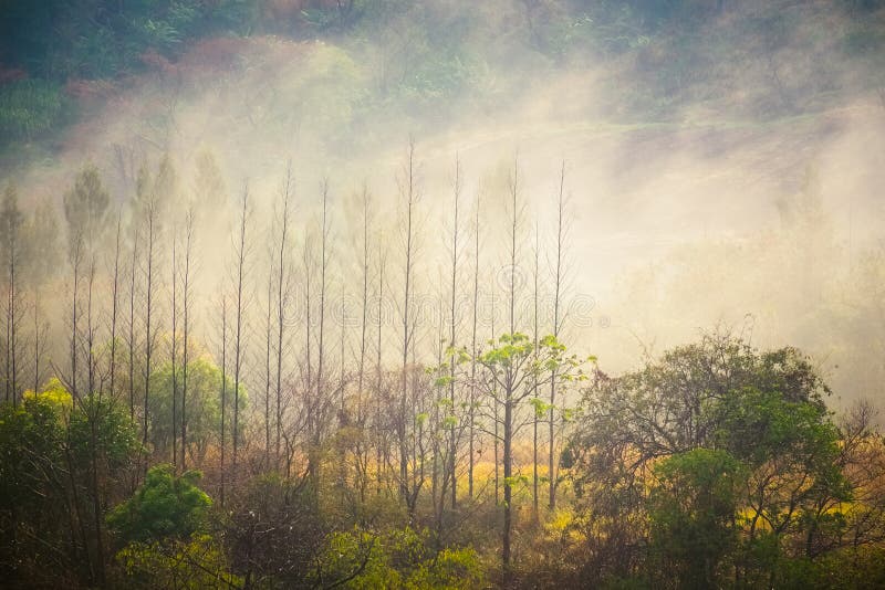 Vintage Mist on the Mountain Stock Photo - Image of seasonal, hill ...