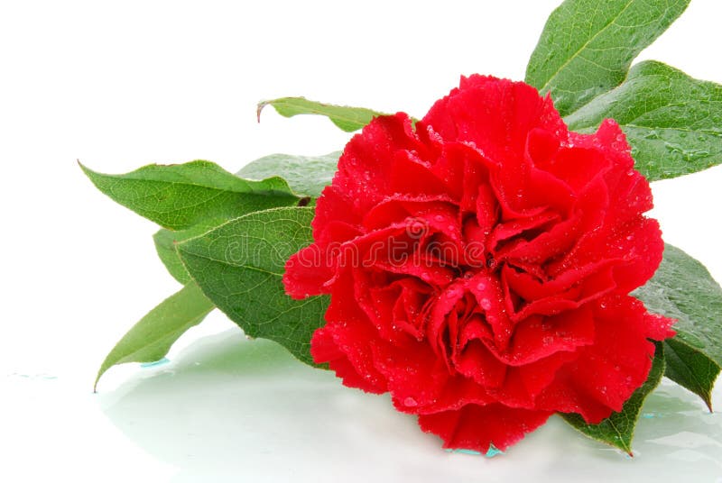 Mist red stock photo. Image of spring, mist, carnation - 4331602