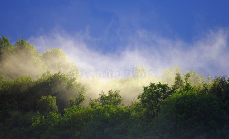 Mist Rises Over the Forest after the Rain during Summer Stock Image ...