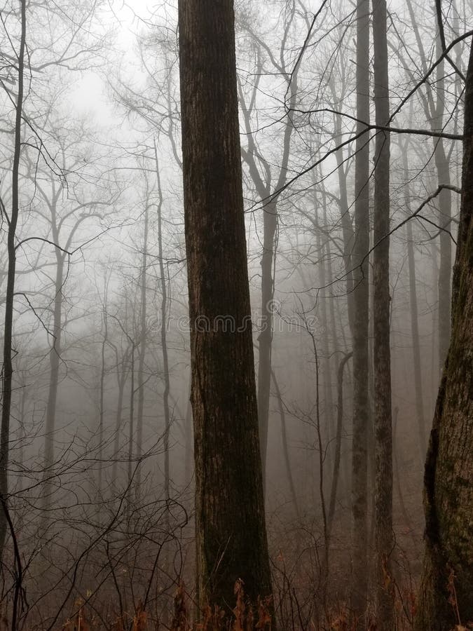 Mist rising in the trees stock photo. Image of landscape - 168490402