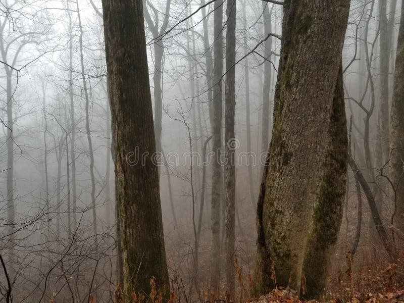 Mist rising in the trees stock photo. Image of landscape - 168490402