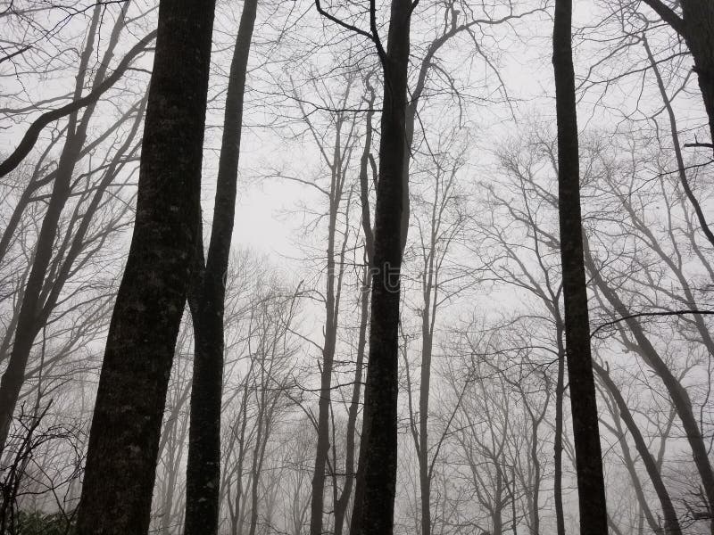 Mist rising in a treescape stock photo. Image of ethereal - 168490122