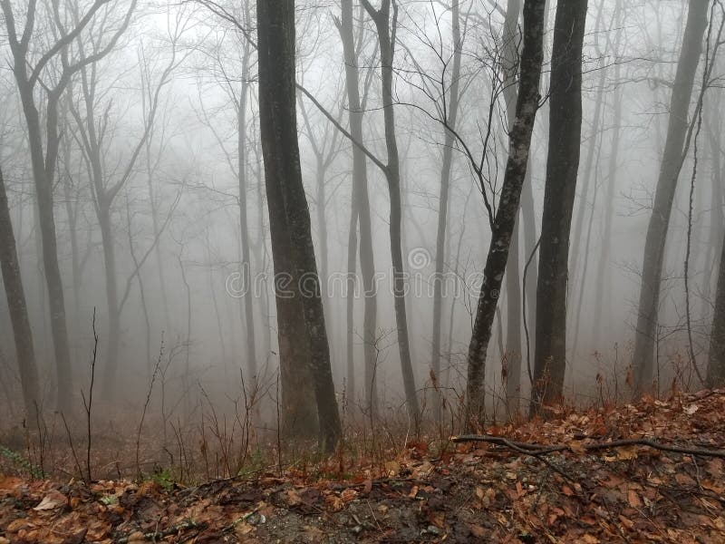 Mist rising in the trees stock photo. Image of landscape - 168490402