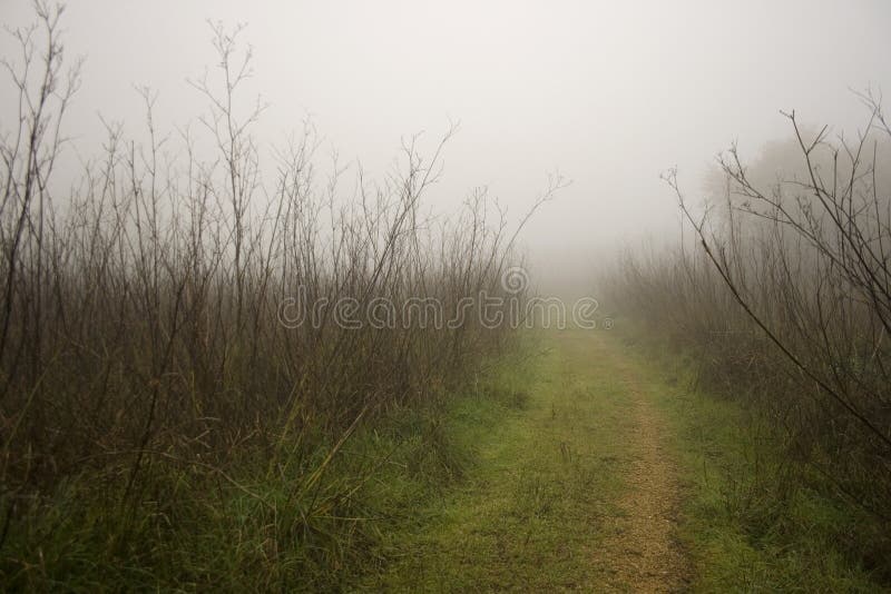 Mist-shrouded country road stock image. Image of fields - 37103333