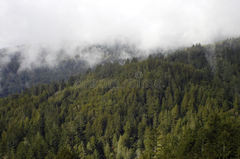 Mist shrouded forest stock photo. Image of pine, hidden - 610012