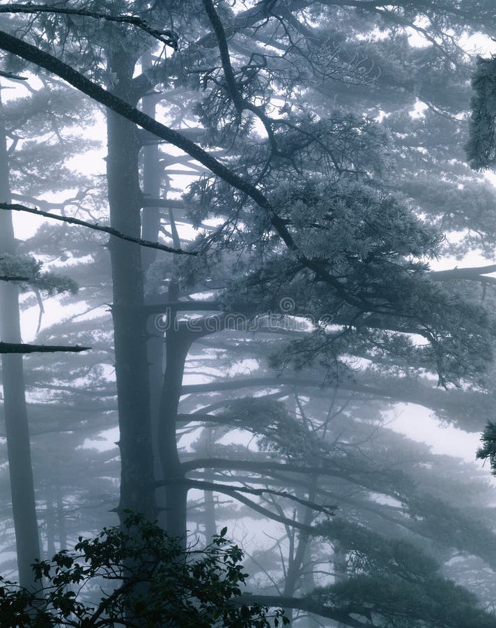 Mist - Shrouded Pine Trees in a Forested Area Stock Illustration ...