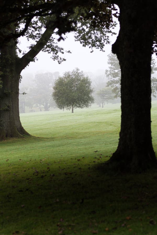 A Tree Standing Out in the Mist Stock Photo - Image of alone, foliage ...