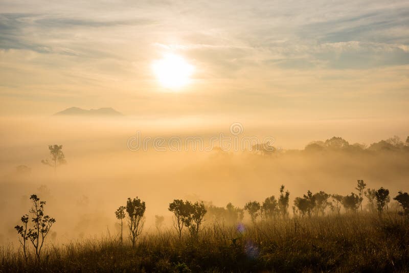 The mist and sky at forest stock photo. Image of thailand - 85588036