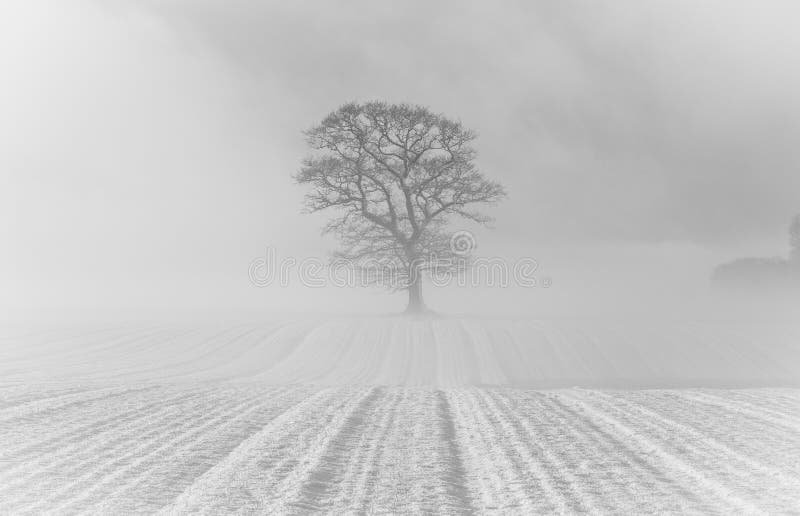 Mist and Snow stock photo. Image of tree, daytime, anglia - 68213030