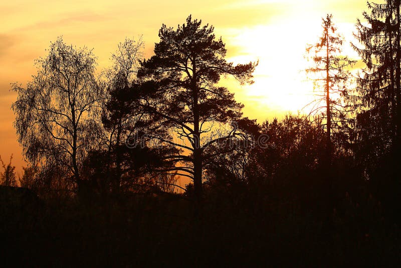 Mist summer stock image. Image of magic, plant, nature - 56601883