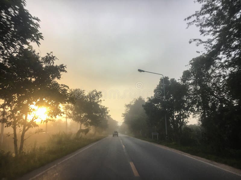 Mist Tree Road/Forest Trail Surrounded by Mist Resulting Editorial ...