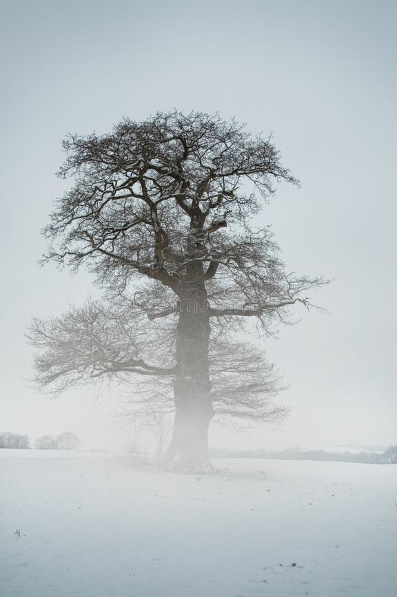 Mist Tree - Winter stock image. Image of cold, field, tree - 8439749