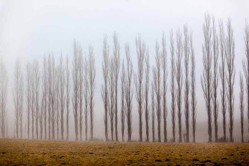 Mist Vertical Trees Line stock image. Image of nature - 26042761