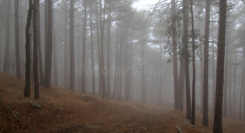 Mist in the wood stock photo. Image of woods, path, park - 39375224