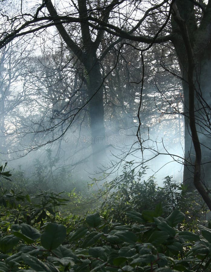 Mist in woodlands stock photo. Image of shrubs, wood, woodland - 1886272
