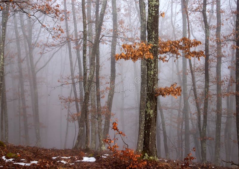 Mist in the woods stock image. Image of blue, forest - 163726341