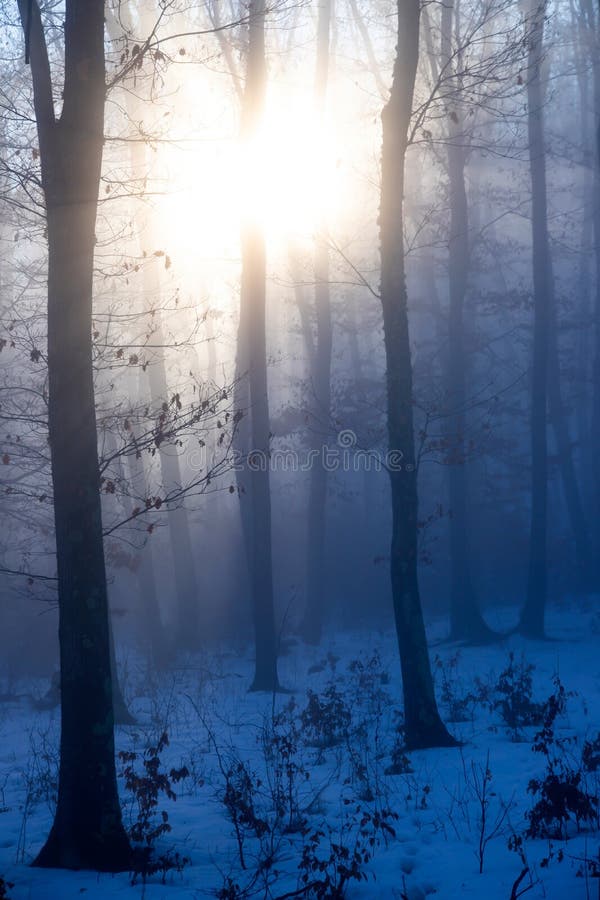 Mist in the woods stock image. Image of spooky, mysterious - 163727097