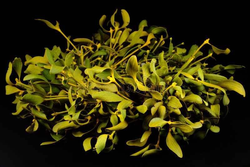 Mistel stockbild. Bild von blatt, traditionell, kreis - 7515949