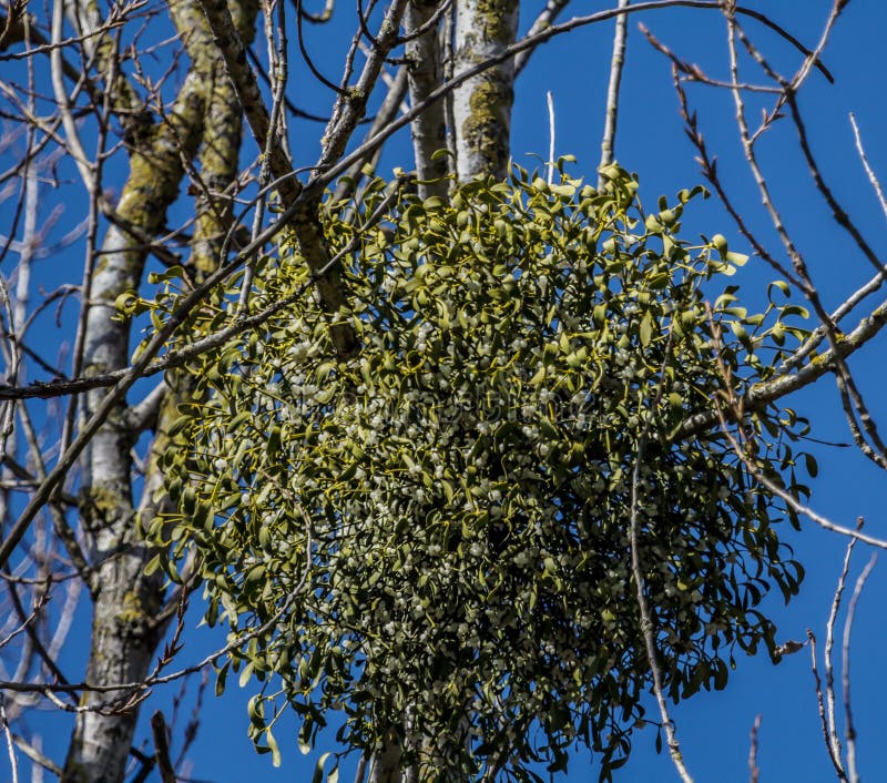 Misteltoe ball stock photo. Image of plant, tree, viscum - 39154482