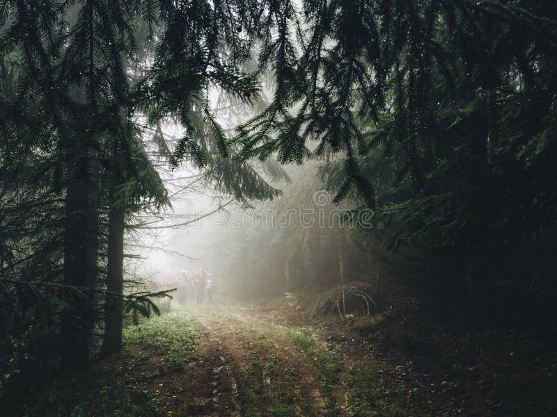 Mistic forest stock image. Image of trees, hiking, mistic - 70079375
