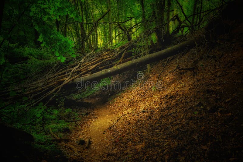 Mistic forest stock image. Image of mistic, trees, park - 158073261