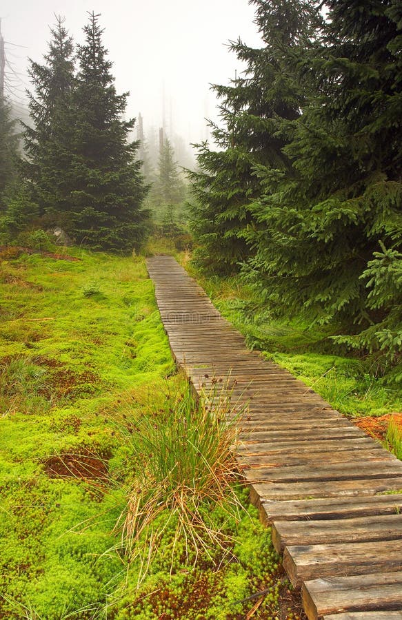 Dood bos stock afbeelding. Image of vergetelheid, boom - 141205049