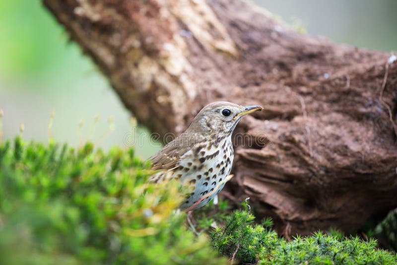 Mistle Thrush in nature stock photo. Image of bird, turdus - 55309160
