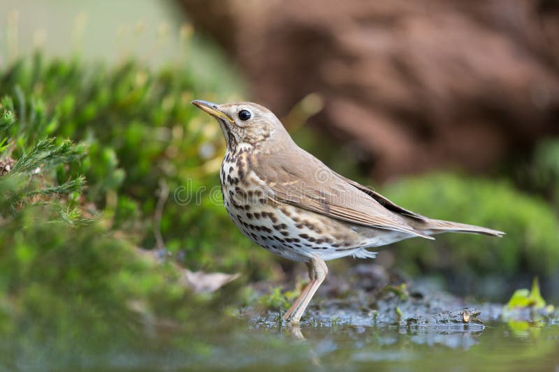 Mistle Thrush in nature stock photo. Image of thrush - 62367542