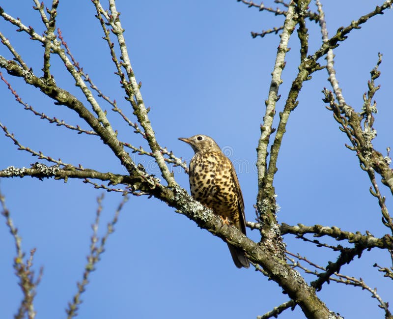 Mistle Thrush bird in tree stock image. Image of bare - 7596831