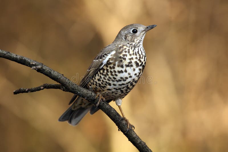 The Mistle Thrush Turdus Viscivorus Sitting on the Branch with a Light ...