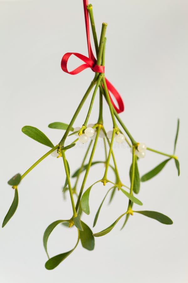 Mistletoe stock photo. Image of love, mistletoe, holiday - 11516464