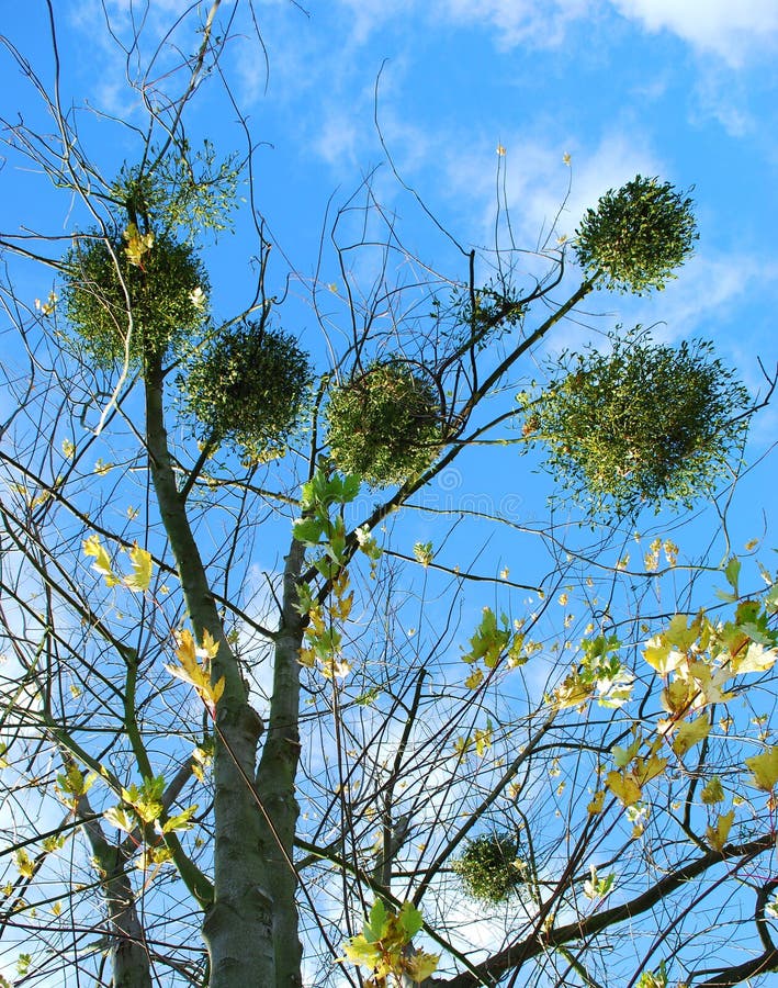 Mistletoe stock image. Image of environment, blue, plant - 12005469