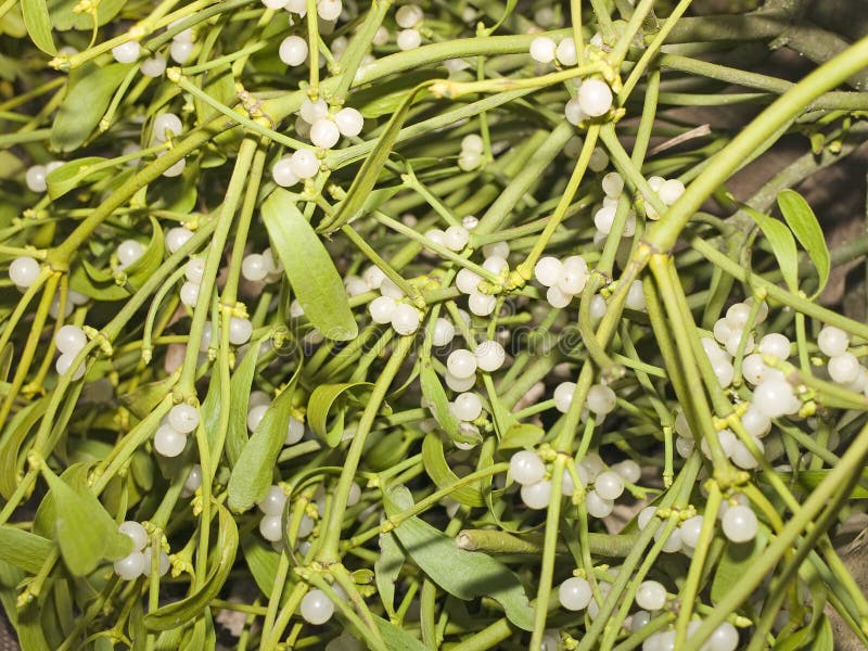 14,513 Mistletoe Stock Photos - Free & Royalty-Free Stock Photos from ...