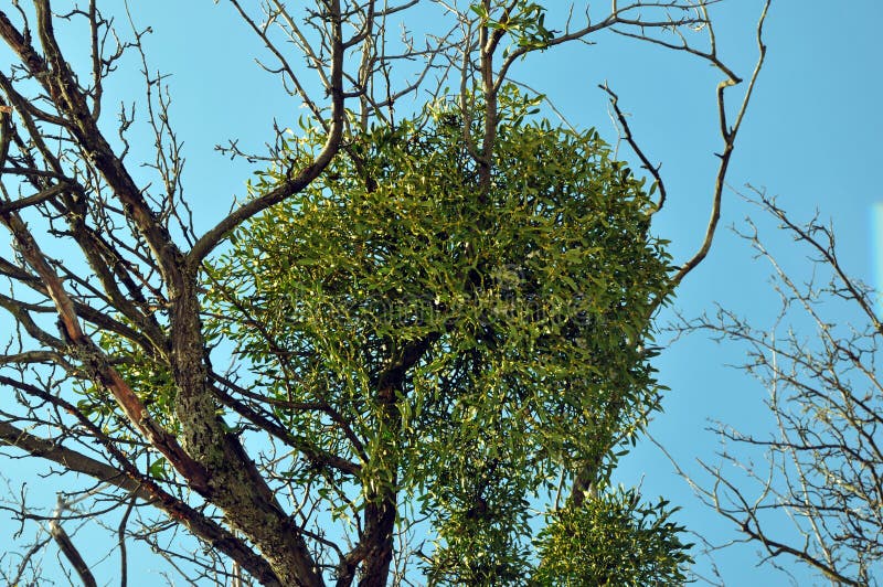 Mistletoe stock photo. Image of seasonal, autumn, green - 13153628