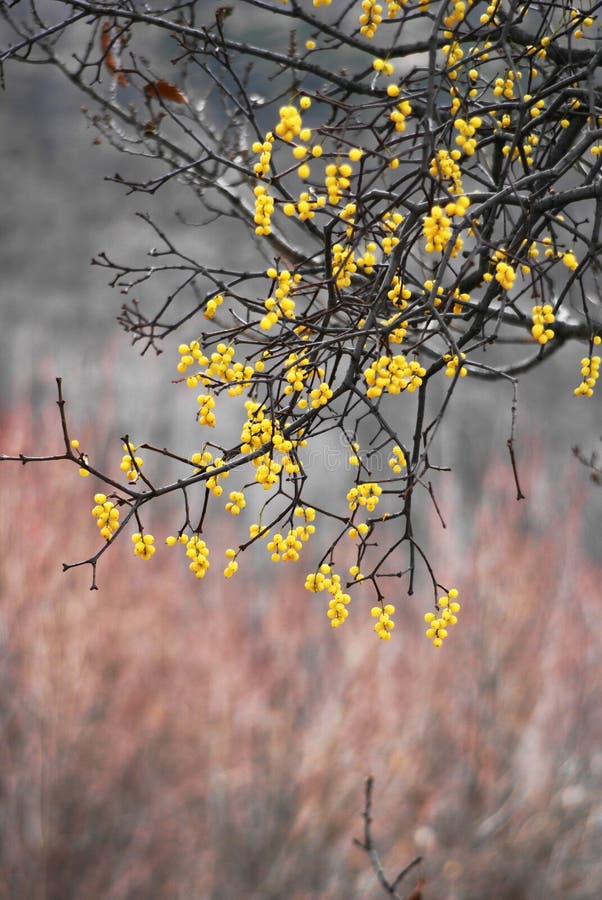 Mistletoe stock image. Image of mistletoe, beautiful - 13342527