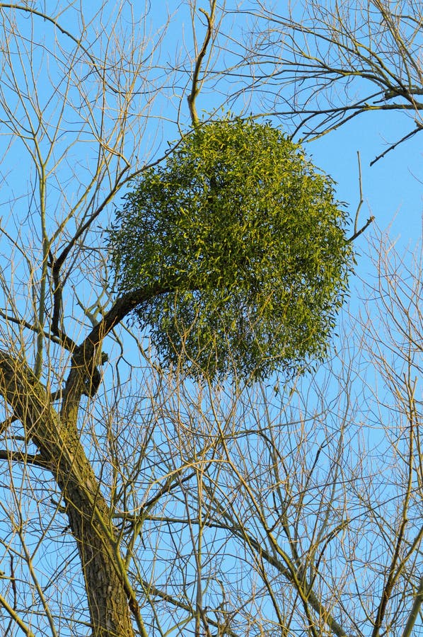 Mistletoe stock image. Image of hemi, viscum, tree, outdoor - 13362429