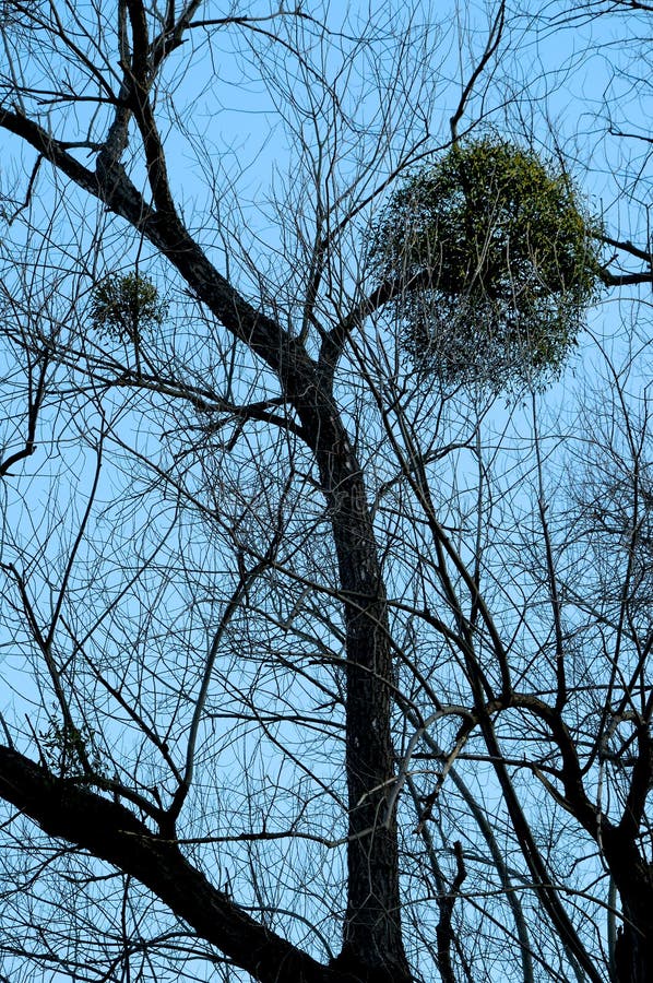 Mistletoe stock photo. Image of blue, landscape, plant - 13400394