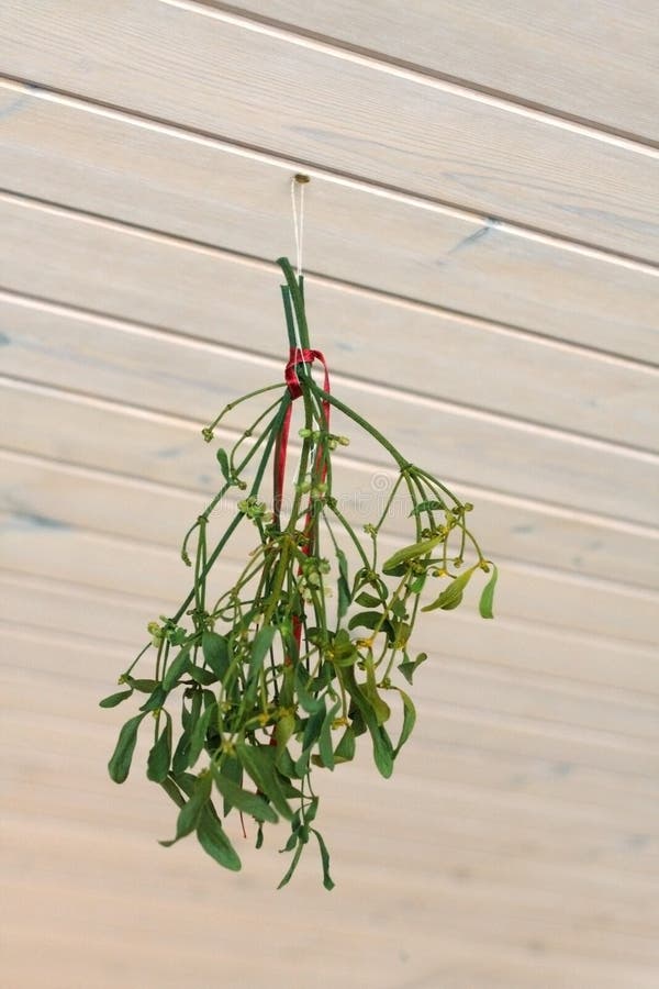 Mistletoe stock photo. Image of hanging, decoration, celebration - 14202112