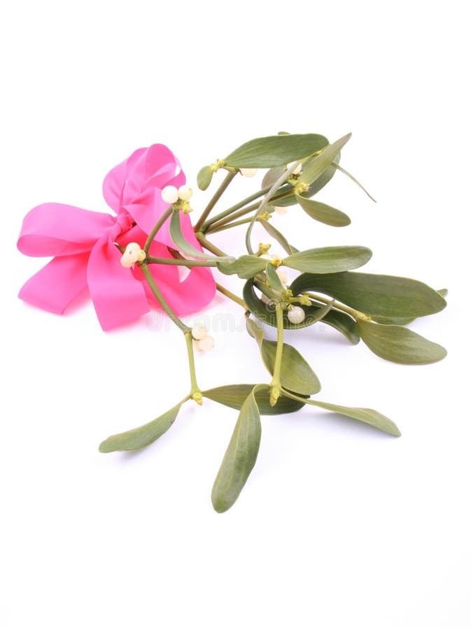 Mistletoe stock image. Image of tradition, isolated, branch - 1460703