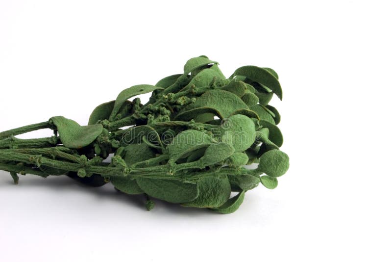 Mistletoe stock image. Image of xmas, dried, phoradendron - 1608177