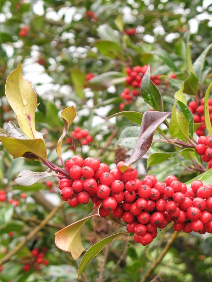 Mistletoe stock image. Image of christmas, group, country - 17174929