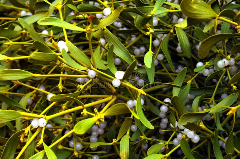 25,194 Mistletoe Stock Photos - Free & Royalty-Free Stock Photos from ...