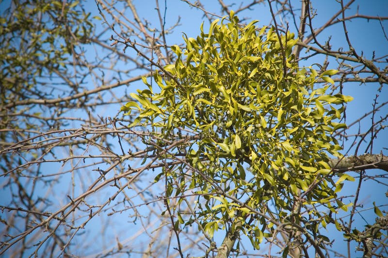 Mistletoe stock image. Image of environment, blue, plant - 12005469