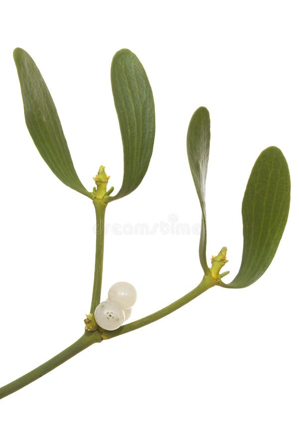 Mistletoe stock image. Image of fructification, leaf - 24548773