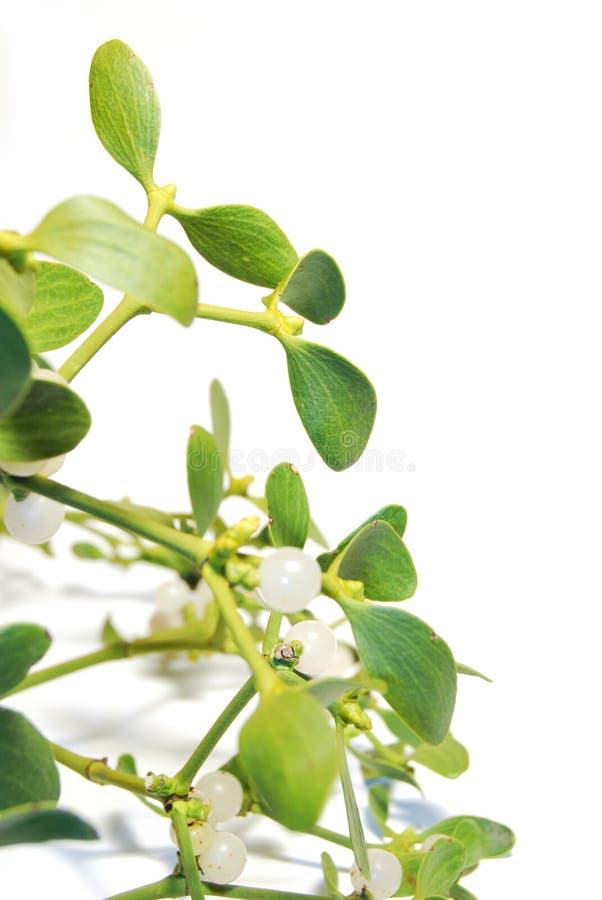 Mistletoe stock image. Image of decorative, winter, isolated - 24678885