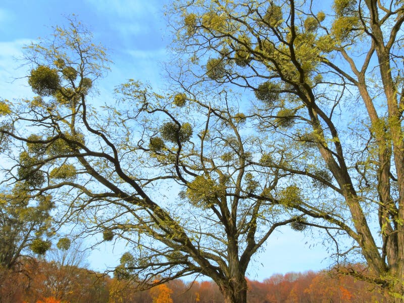Deer antlers stock image. Image of deer, spikes, wilderness - 13774089
