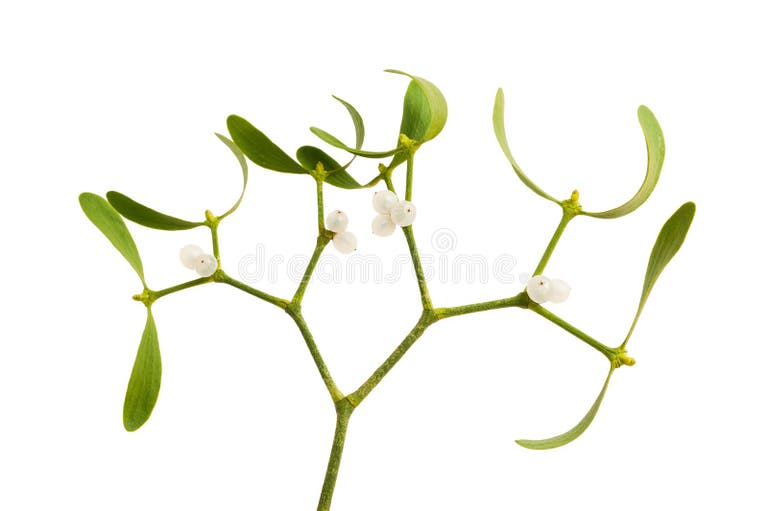 Mistletoe stock photo. Image of plant, foliage, fruit - 28081564