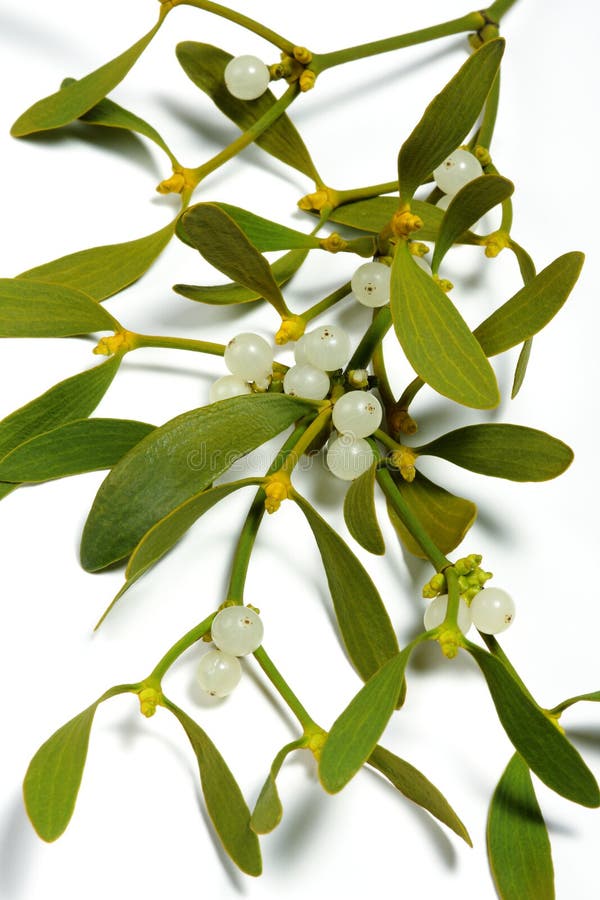 26,052 Mistletoe Stock Photos - Free & Royalty-Free Stock Photos from ...