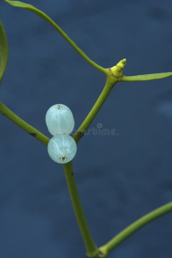 Mistletoe stock photo. Image of holiday, white, kiss, plant - 696202